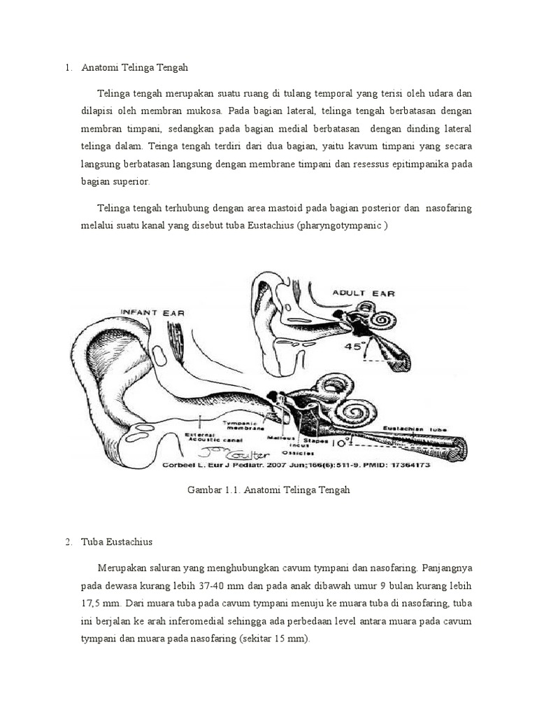 Anatomi Telinga Tengah | PDF | Kajian Bahasa Asing