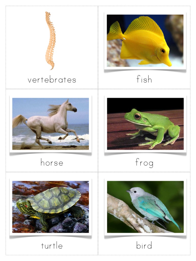 Vertebrate and Invertebrate Sorting Cards PDF | PDF