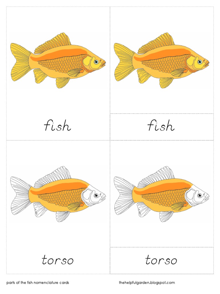 Parts of The Fish Nomenclature Cards - Handmade PDF | PDF | Aquatic ...