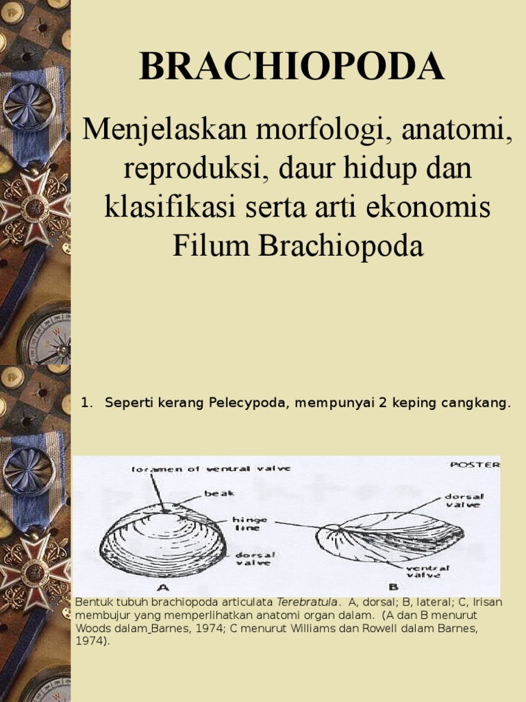 Brachiopoda | PDF