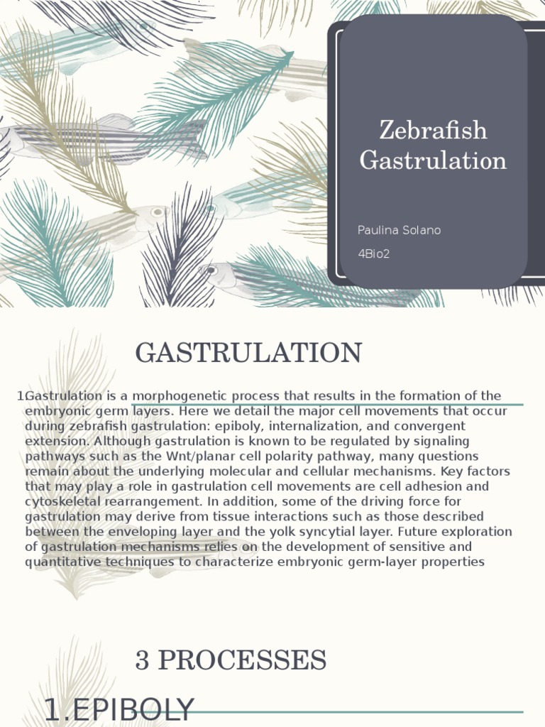 Zebrafish Gastrulation Processes Explained | PDF | Developmental ...