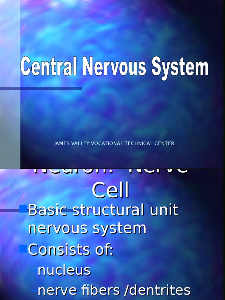 Central Nervous System | PDF | Central Nervous System | Spinal Cord