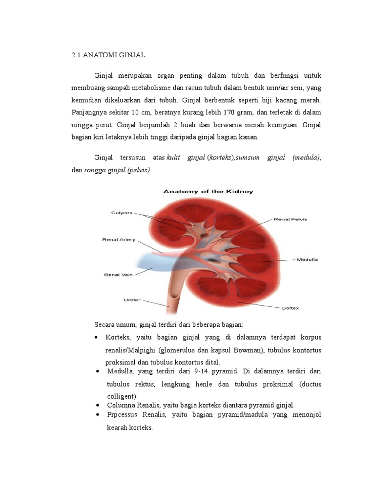 Struktur dan Fungsi Ginjal Manusia | PDF | Seni | Kesehatan Holistik