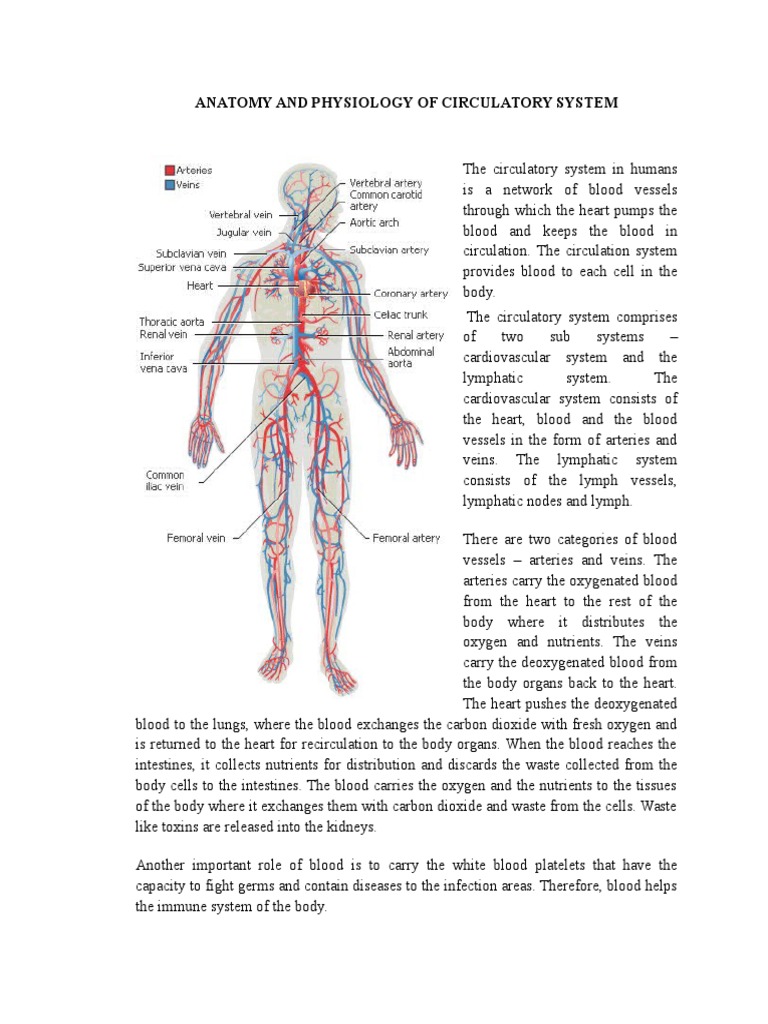Anatomy and Physiology of Circulatory System | PDF | Circulatory System ...