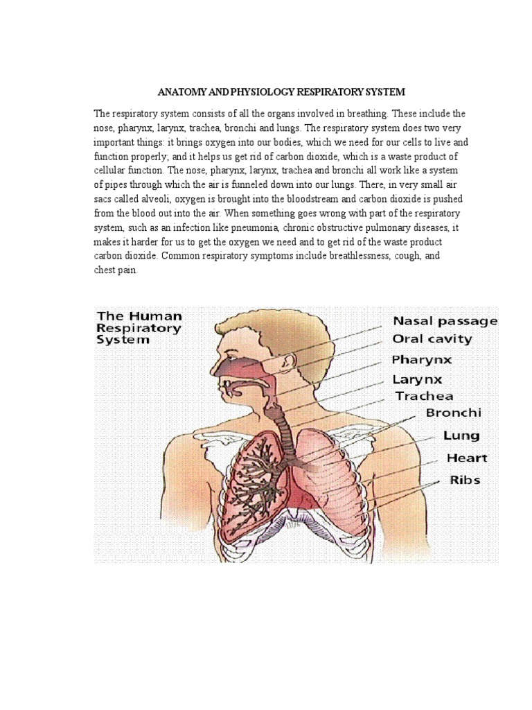 Anatomy and Physiology Respiratory System | PDF | Lung | Respiratory System