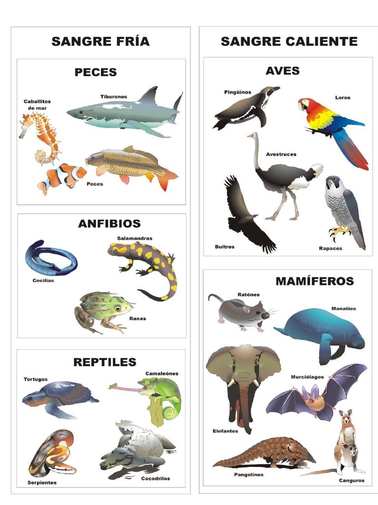 Lamina Especies de Animales | PDF
