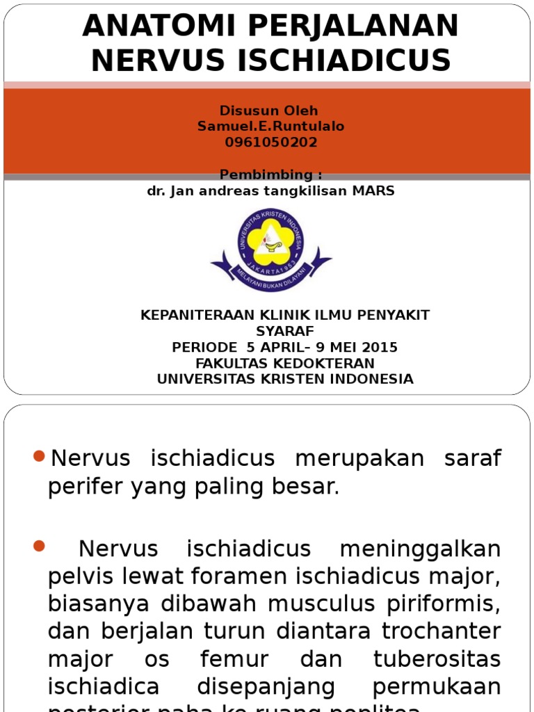 N.ischiadicus (DR - Jan) | PDF