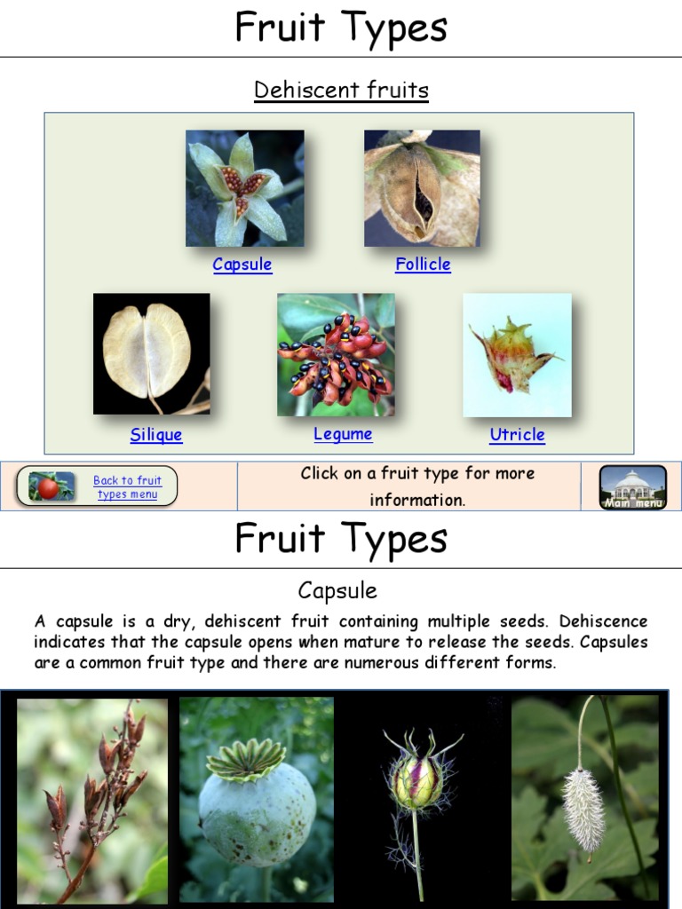 Exploring the Diverse Forms and Opening Mechanisms of Capsules Through ...