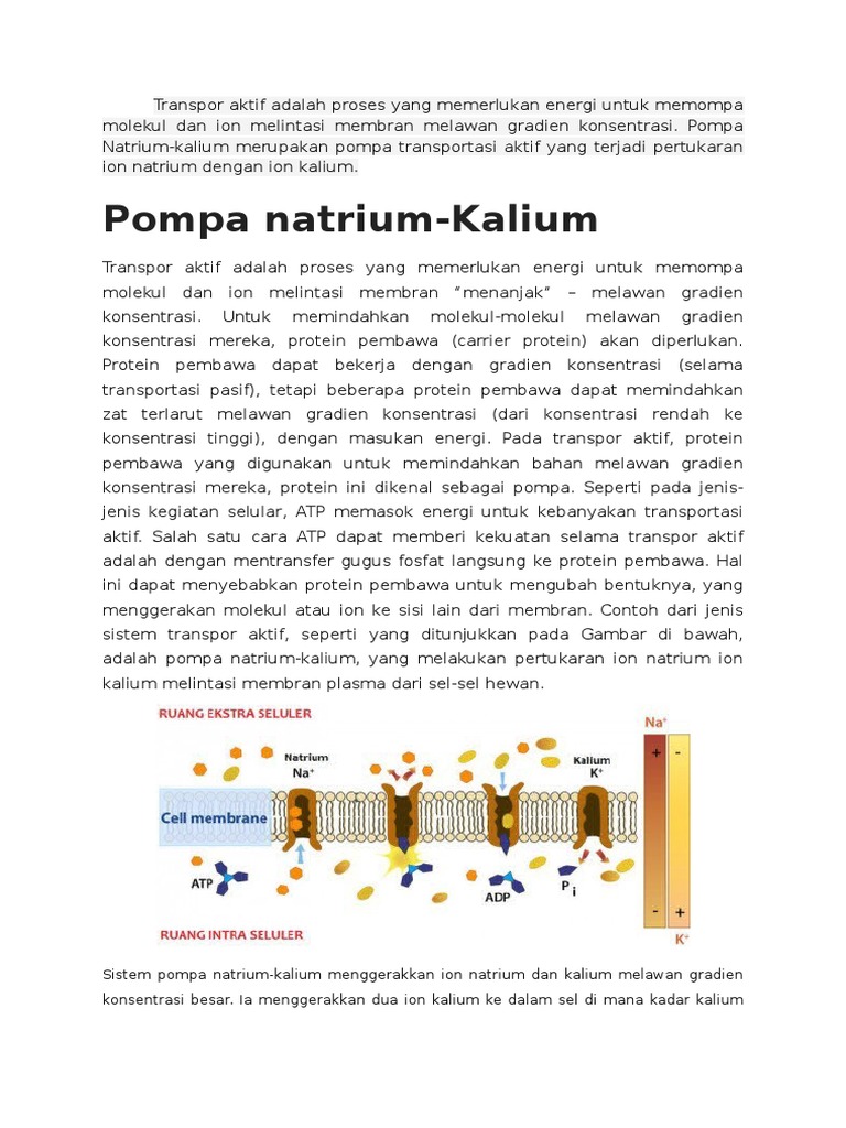 Mekanisme Pompa Natrium-Kalium | PDF