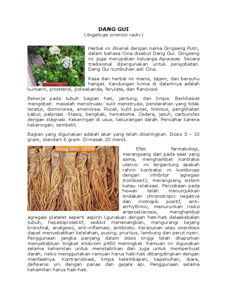 Dang Gui Atau Angelicae Sinesis Radix | PDF