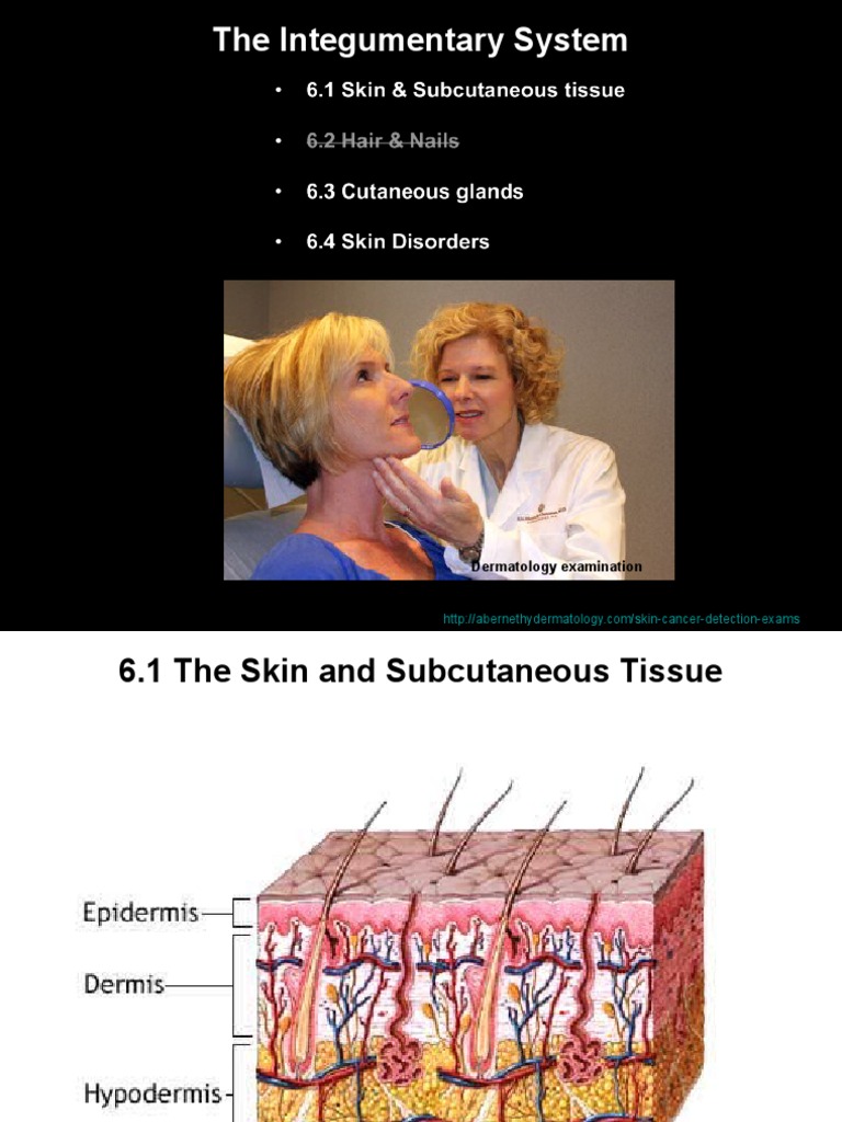 The Integumentary System: Dermatology Examination | PDF | Epidermis | Skin