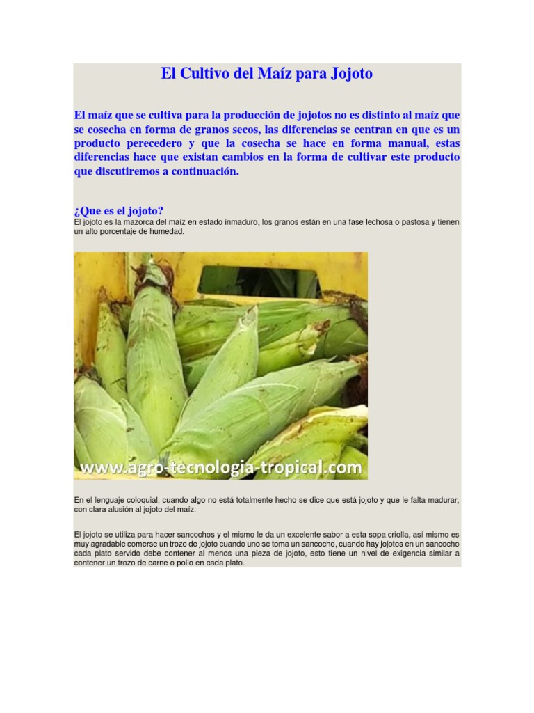 Cultivo y Mercado del Jojoto Venezolano | PDF | Maíz | Cereales