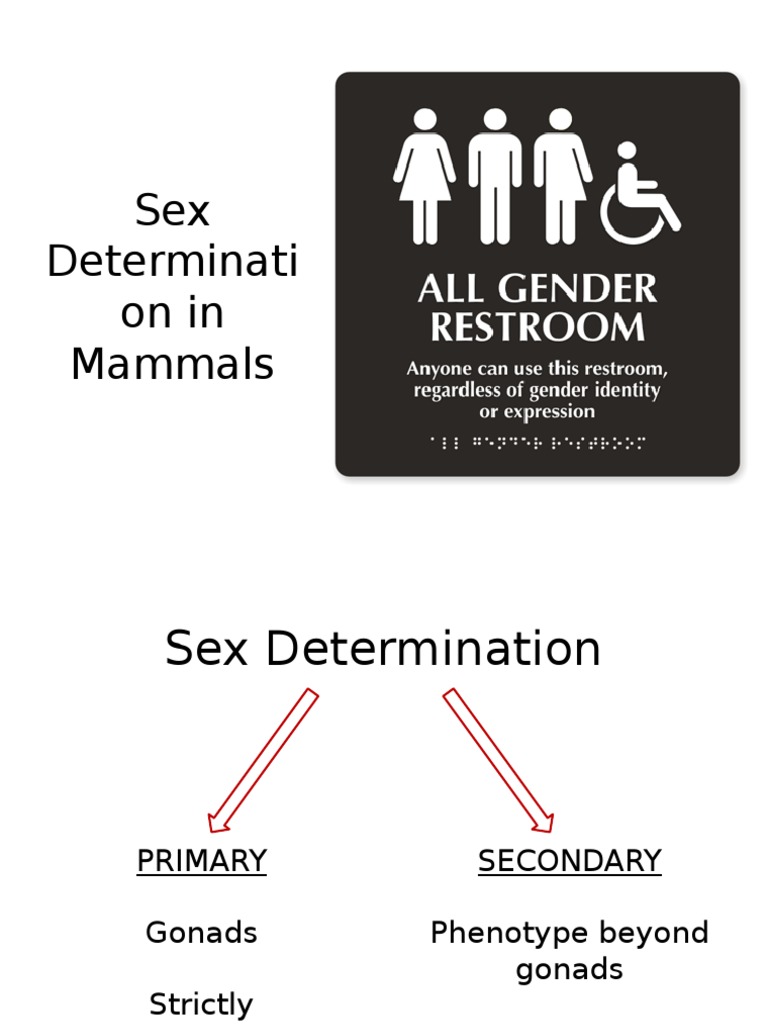 Sex Determination In Mammals Pdf