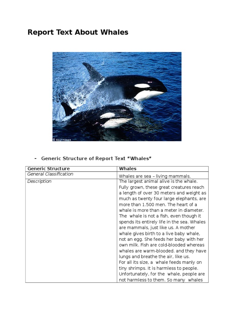 Report Text About Whales | Download Free PDF | Whales | Languages