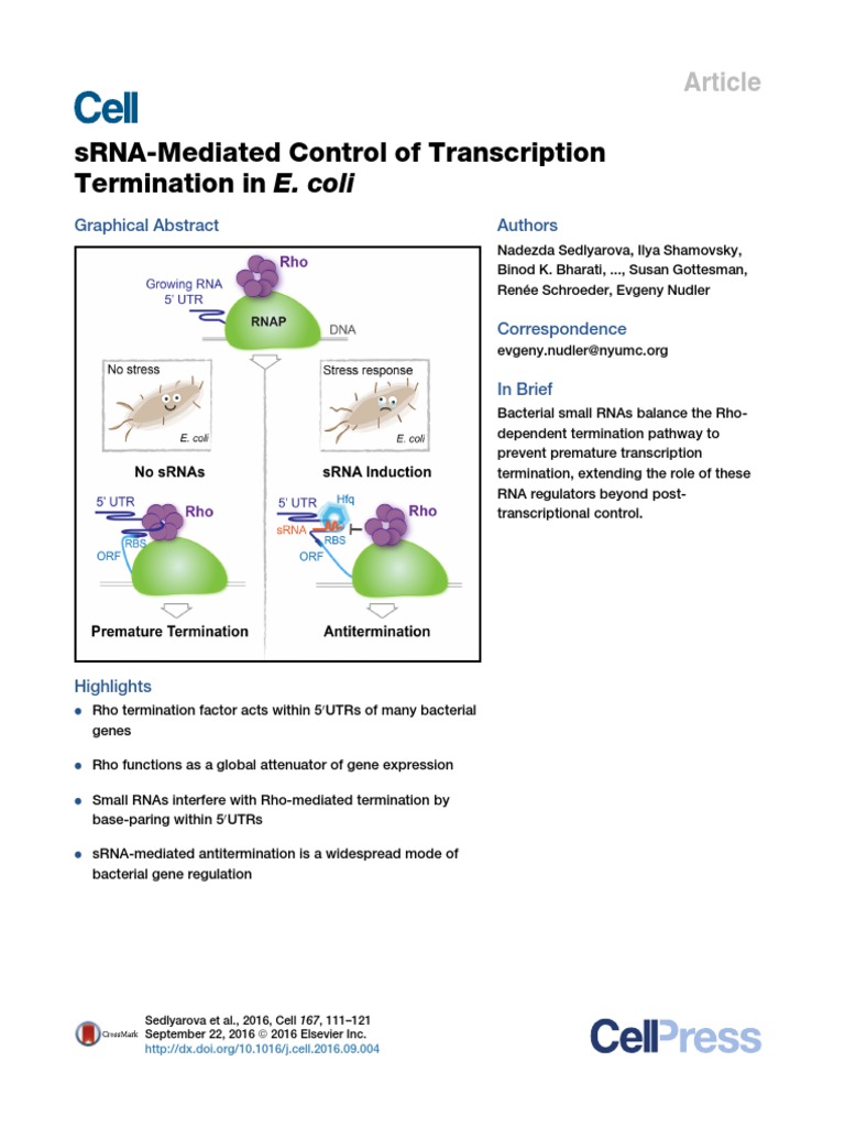 RHO Transcriptional Terminator | PDF | Gene Expression | Regulation Of ...