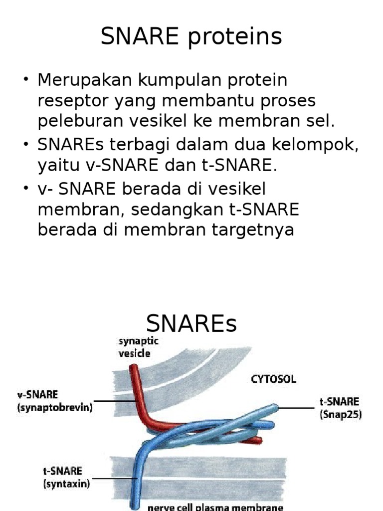 SNARE Proteins | PDF