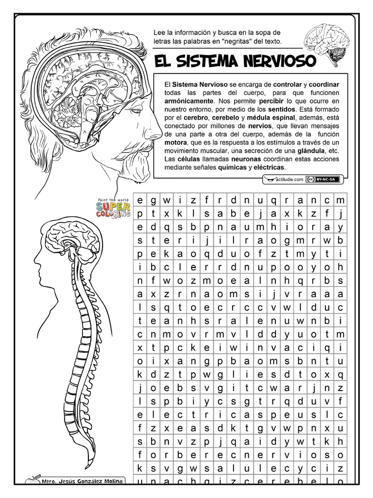 Hojas De Trabajo Sobre Los Sistemas Corporales, Respuestas Cuadernillo