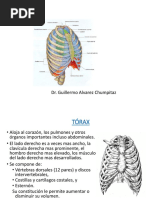 Anatomía de la Región Esternal | PDF | Sistema esquelético | Anatomía ...