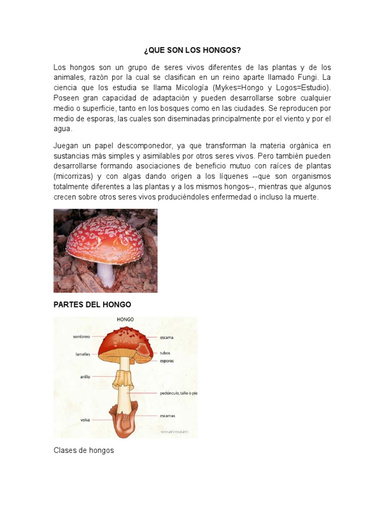 Que Son Los Hongos | PDF | Hongo | Biología