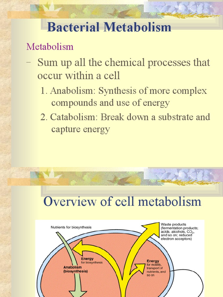 Bacterial Metabolism | Photosynthesis | Cellular Respiration