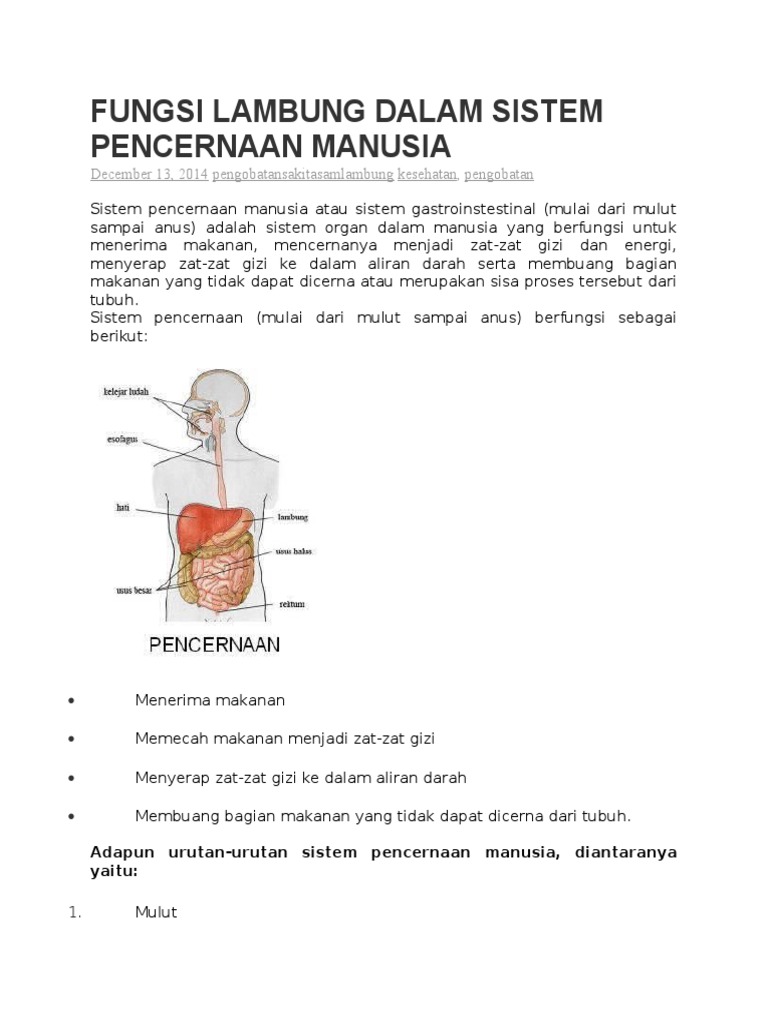 Fungsi Lambung Dalam Sistem Pencernaan Manusia