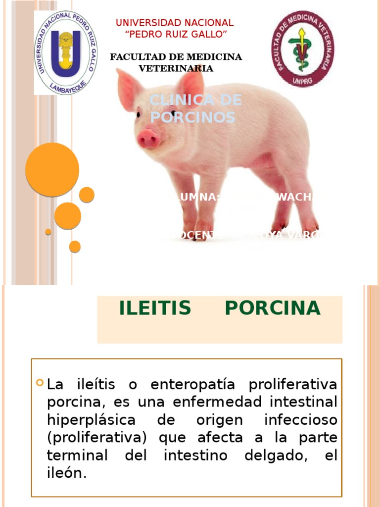 Ileitis Clinica Porcino | PDF | Ciencia y matemáticas