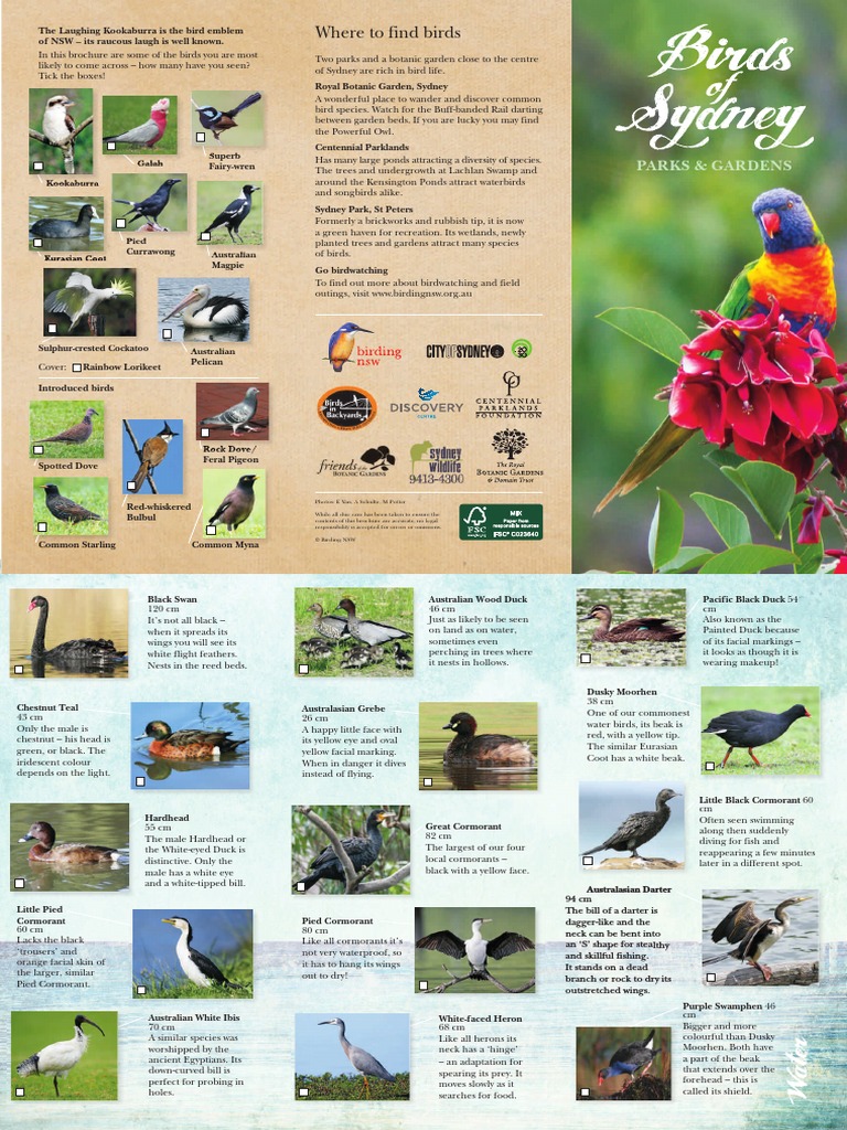 Birding NSW Birds of Sydney | PDF
