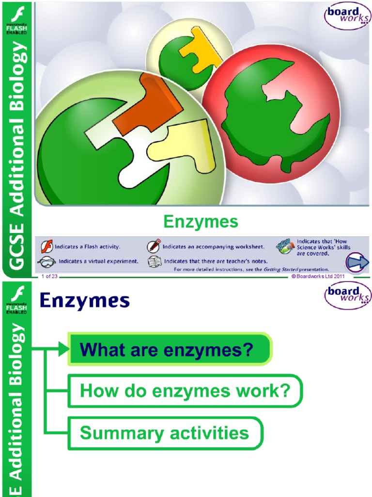 Bio Enzymes Boardworks | PDF | Active Site | Enzyme