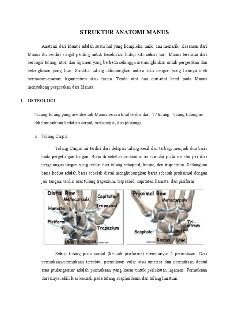 Anatomi Tangan | PDF