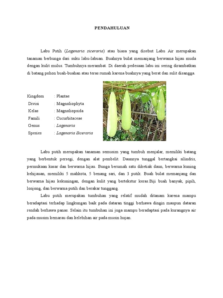 Anatomi dan Manfaat Labu Putih | PDF