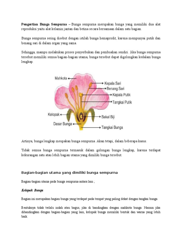Bunga Sempurna | PDF | Sains & Matematika