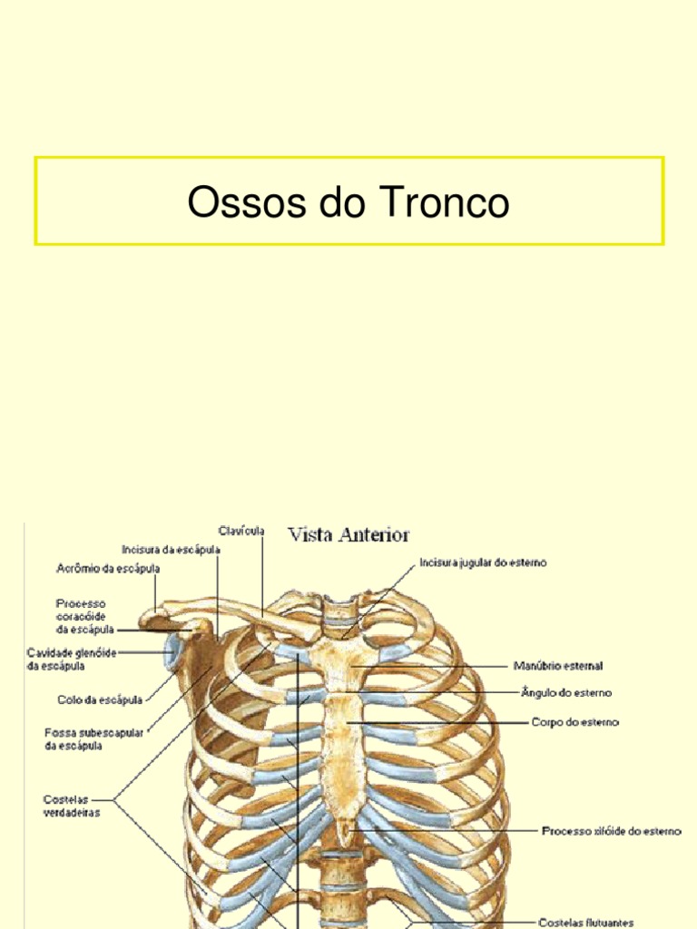 Ossos do Tronco