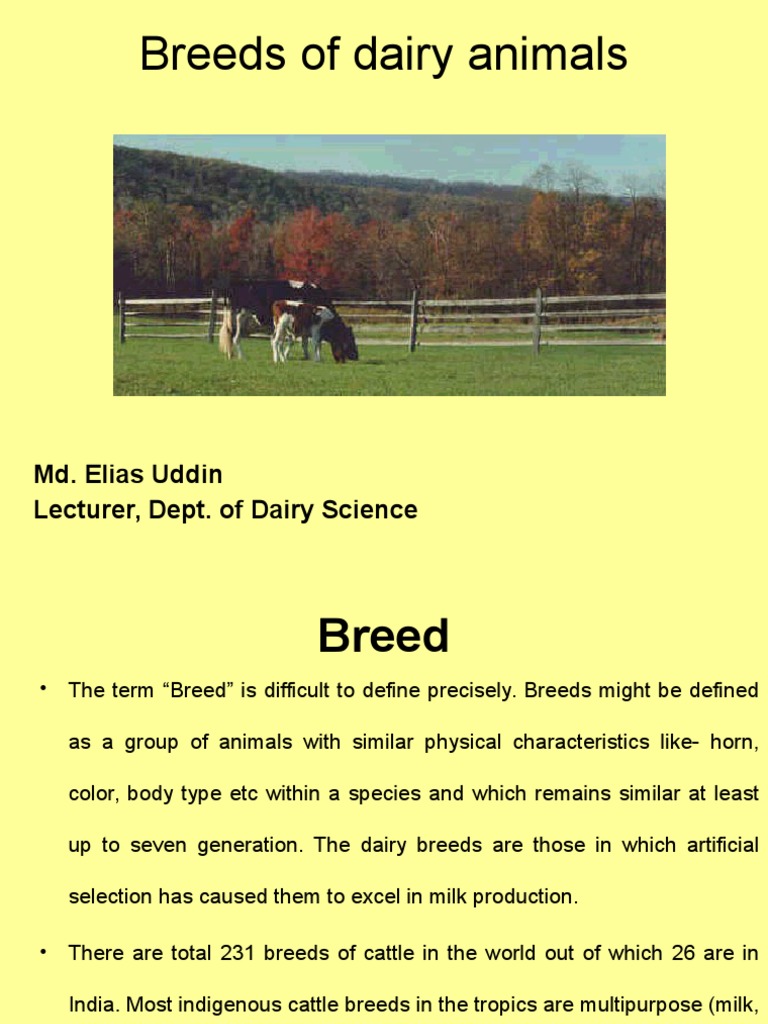 Major Dairy Cattle Breeds Overview | PDF | Dairy Cattle | Cattle