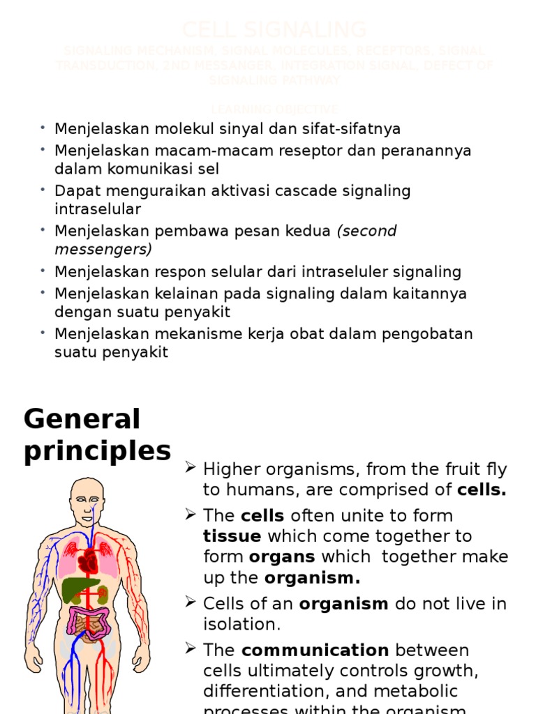 Signaling Pathways Powerpoint | PDF