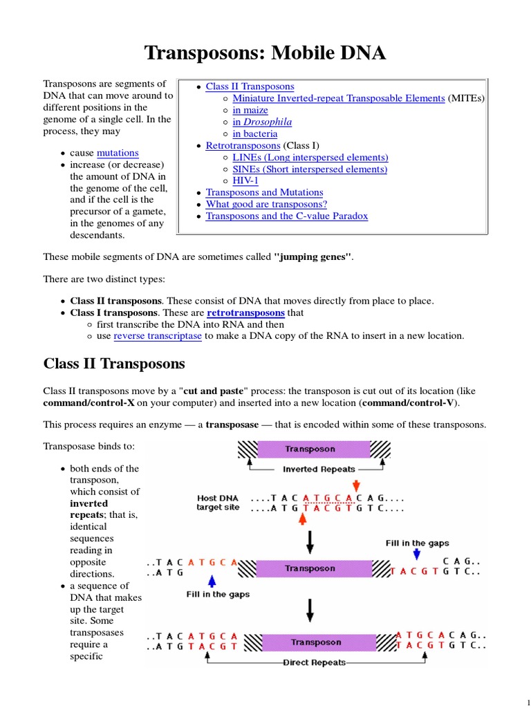 Transposons Mobile DNA | Transposable Element | Reverse Transcriptase