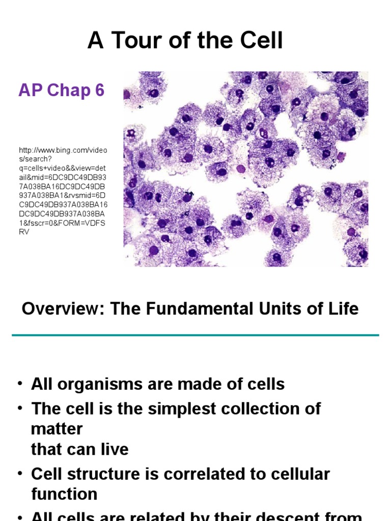 AP Chap 6 A Tour of The Cell | PDF | Endoplasmic Reticulum ...