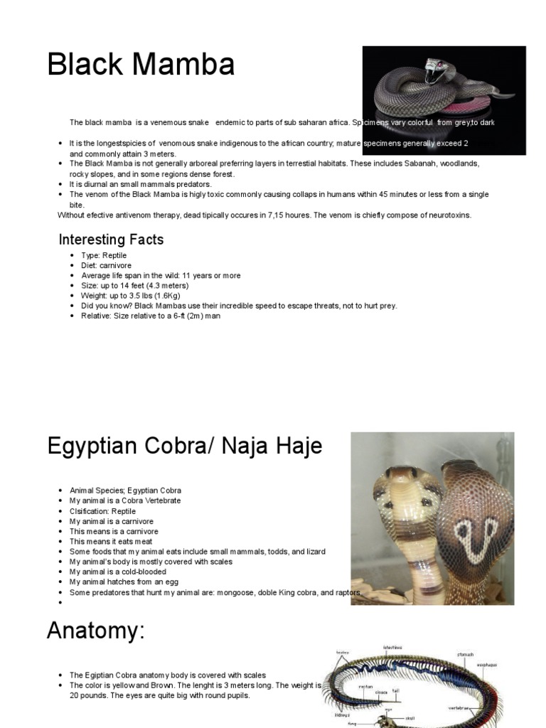 Black Mamba | PDF | Snake | Squamata