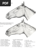 Netter - Atlas of Human Anatomy | PDF | Abdomen | Pelvis