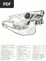 Triadan Tooth Numbering System | PDF