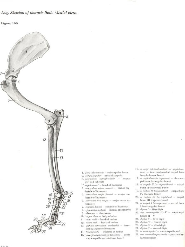 11 Vet Anatomy | PDF