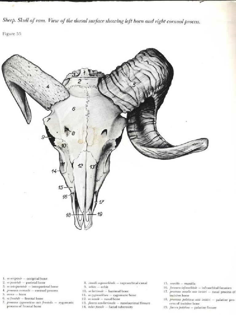 10 Vet Anatomy PDF | PDF