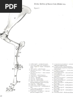 Netter - Atlas of Human Anatomy | PDF | Abdomen | Pelvis