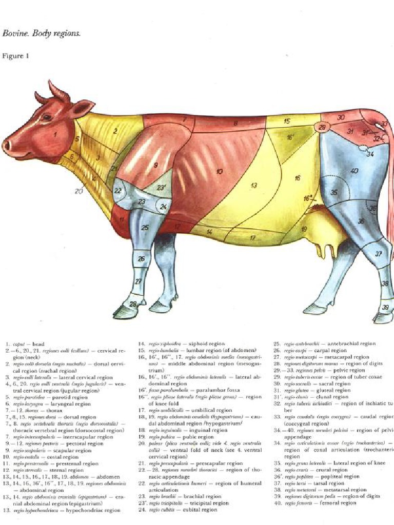 3 Vet Anatomy PDF | PDF