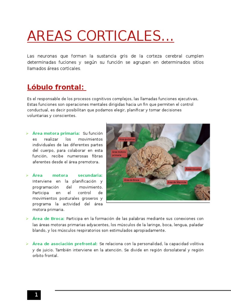 Funciones de las áreas corticales | PDF | Corteza cerebral | Lóbulo ...