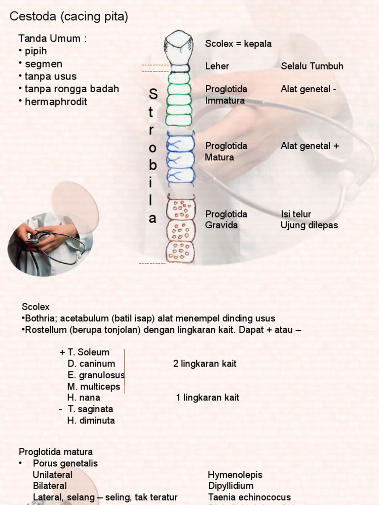 S T R o B I L A: Cestoda (Cacing Pita) | PDF | Protostomes | Nature