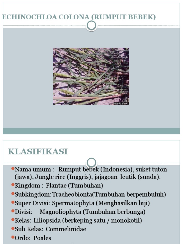 Echinochloa Colona (Rumput Bebek) | PDF