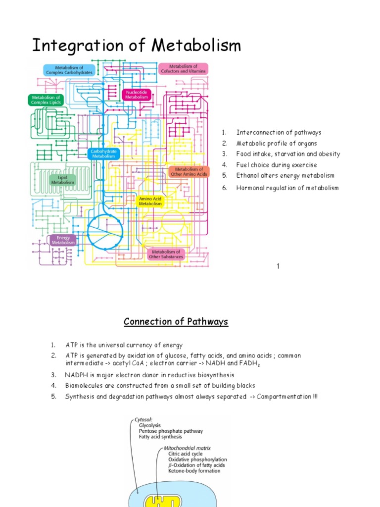 Intergrasi Metabolisme | PDF