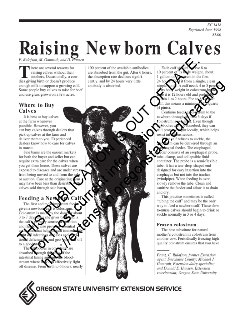 Raising Newborn Calves: OF Date | Download Free PDF | Calf | Weaning