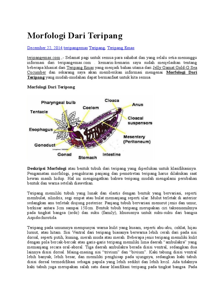 Morfologi Dari Teripang | PDF