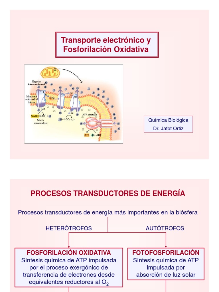 Transporte Electrónico y Fosforilación Oxidativa | Cadena de transporte de electrones ...